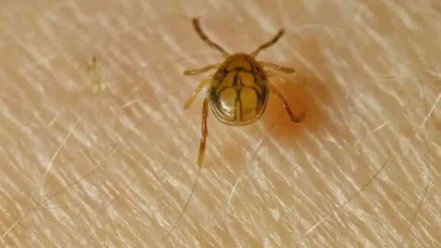 Guía para identificar la causa de una picadura y diferenciar entre ...